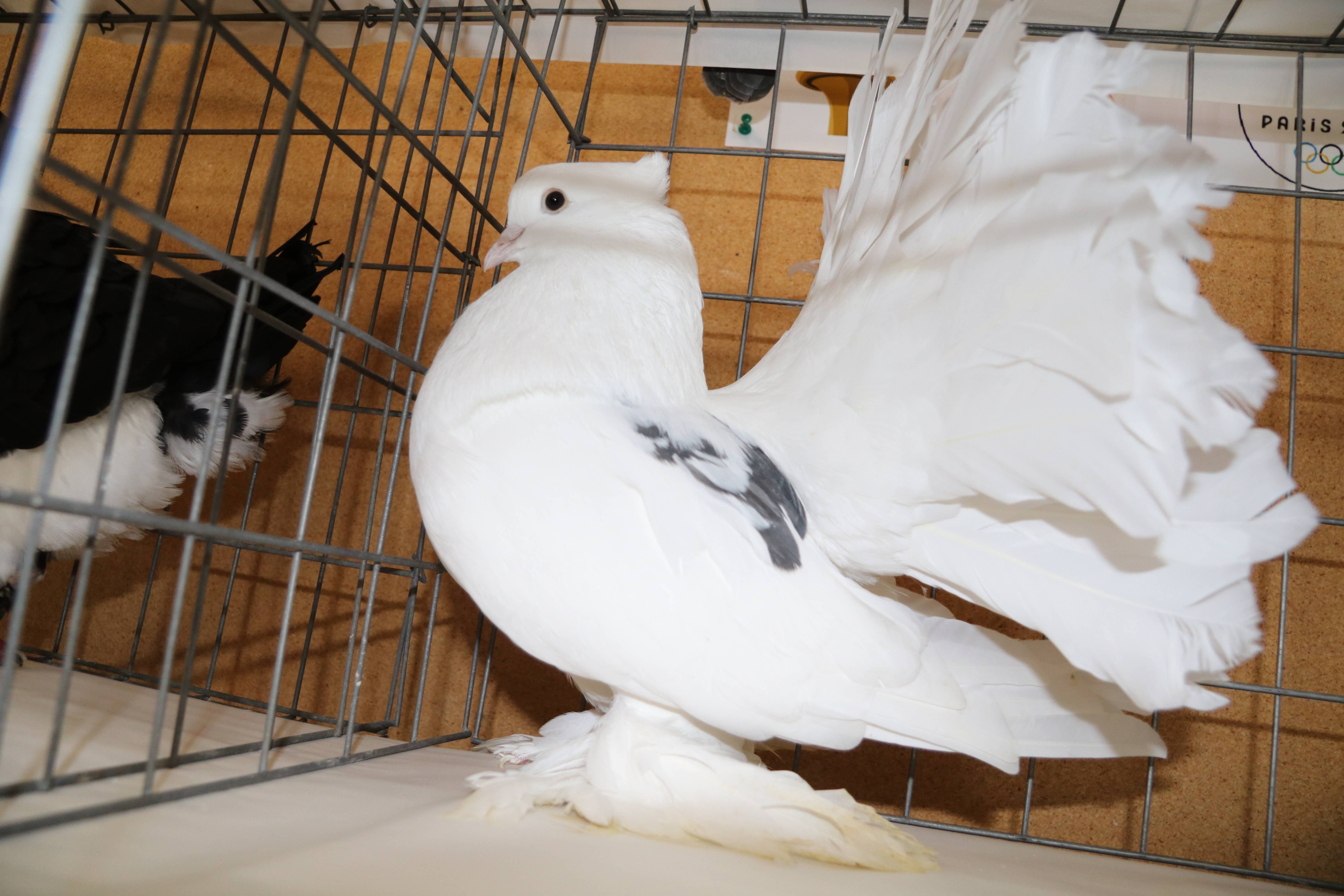 Dandenong Fancy Pigeon Society