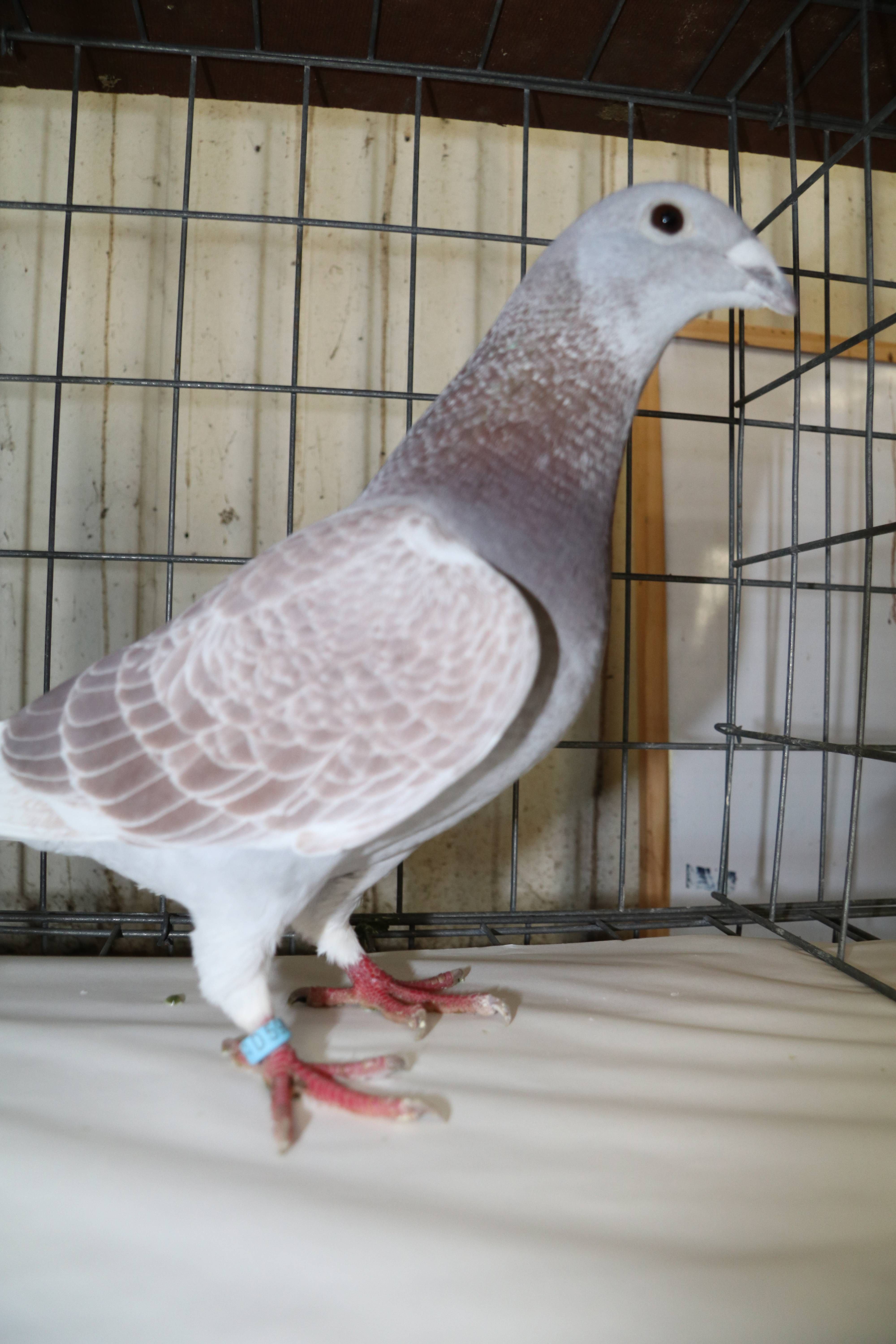 Dandenong Fancy Pigeon Society
